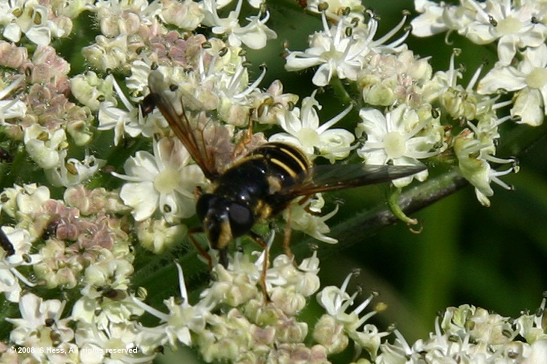 Alaska 2008: Queen Charlotte Island 1