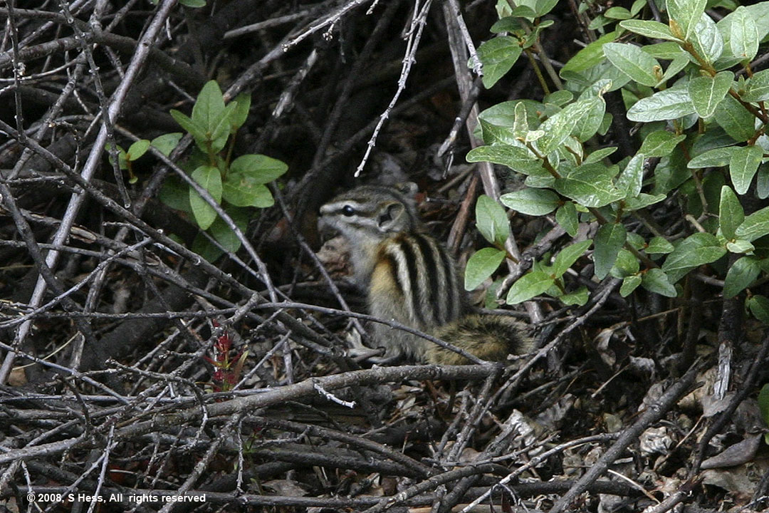 Alaska 2008: Teslin, YT to Haines Junction, YT