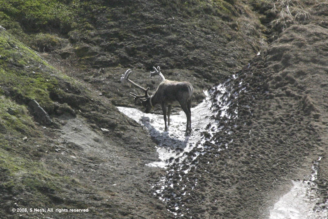 Alaska 2008: Healy/Denali National PArk, AK