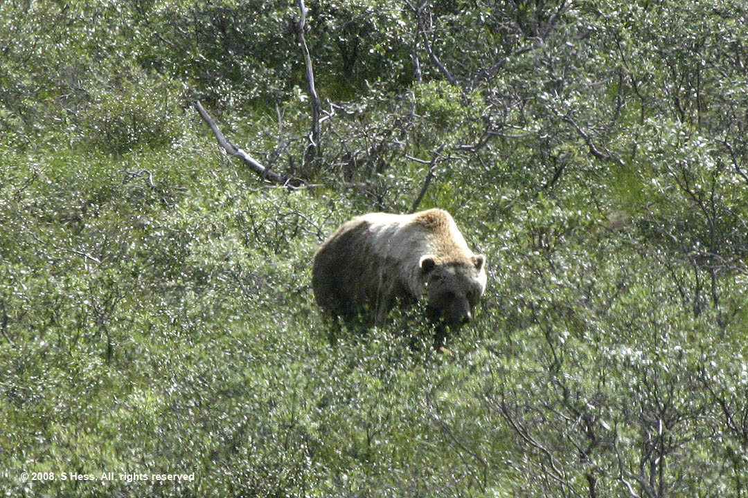 Alaska 2008: Healy/Denali National PArk, AK