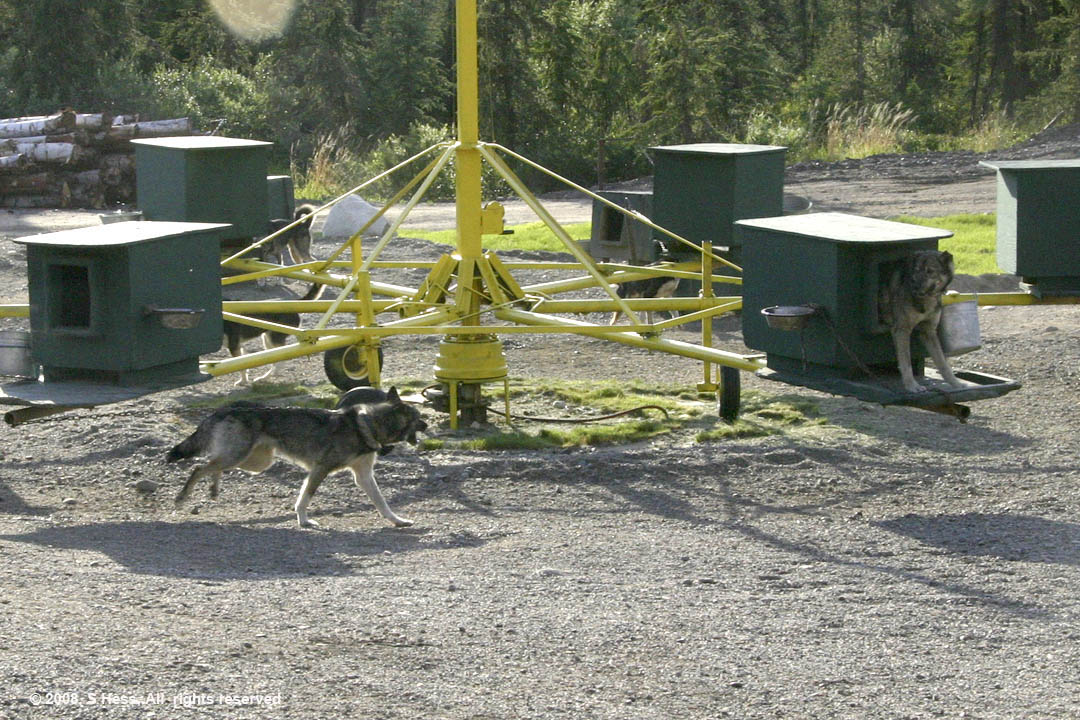 Alaska 2008: Healy/Denali National PArk, AK 2