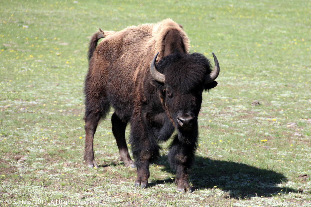 Summer 2011: W Yellowstone